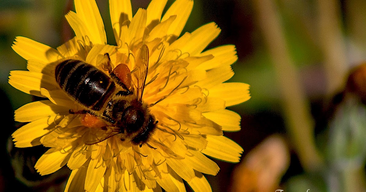 Abeja de la miel (abeja europea) o apis mellifera 5 fotografías ...