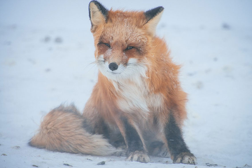 White Wolf : A Russian worker takes stunning photos of foxes in a ...