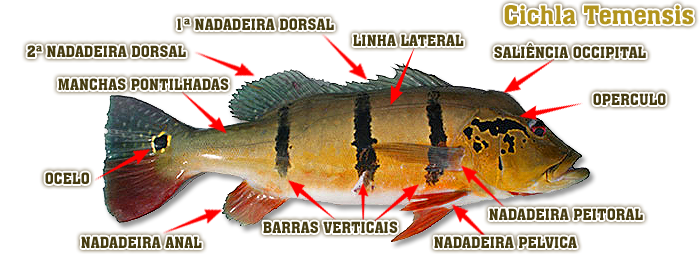 Fishing Tips Brasil: As diversas espécies de Tucunaré