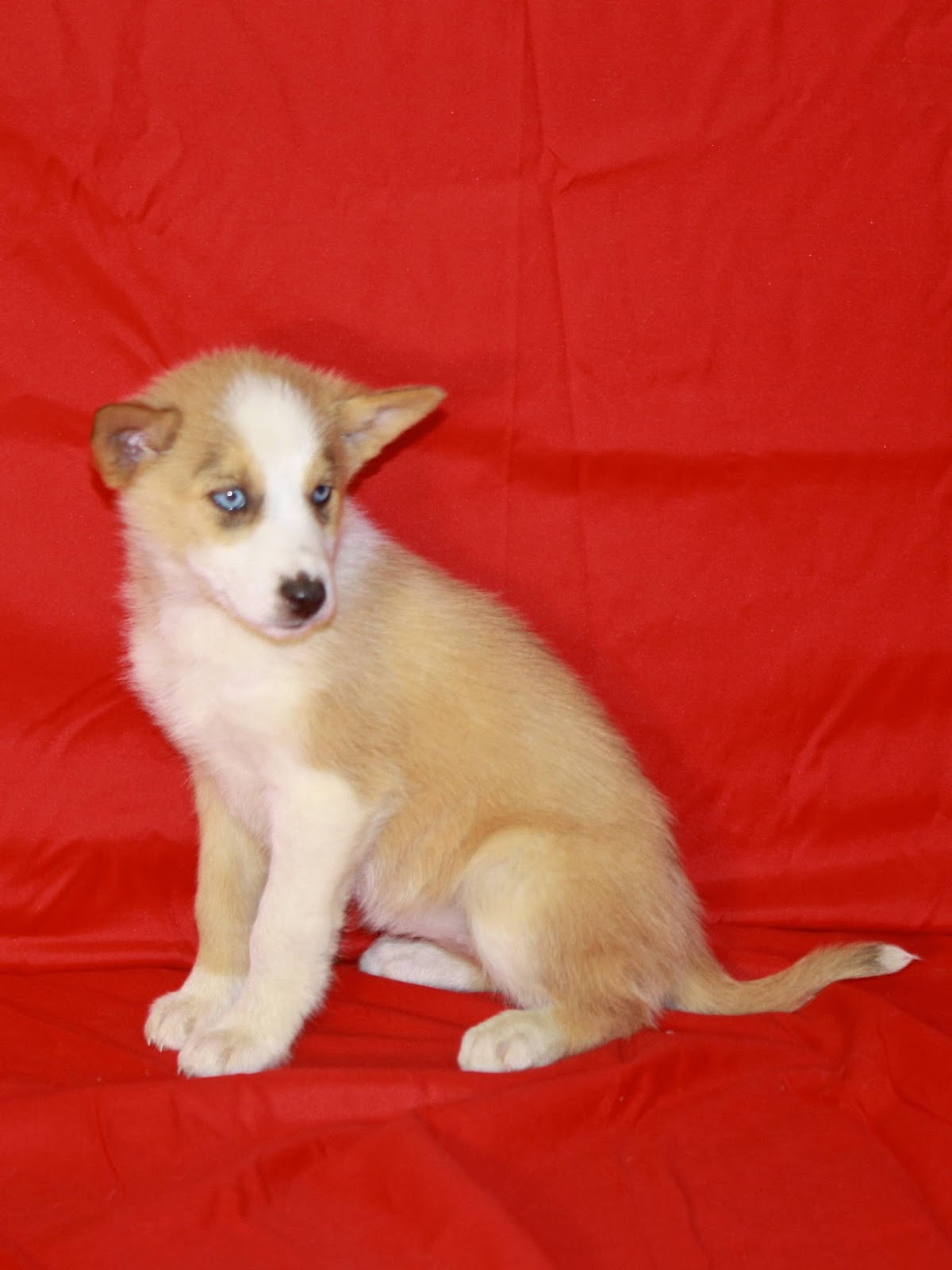 8 Week Old Puppy "Shots" - SP Kennel