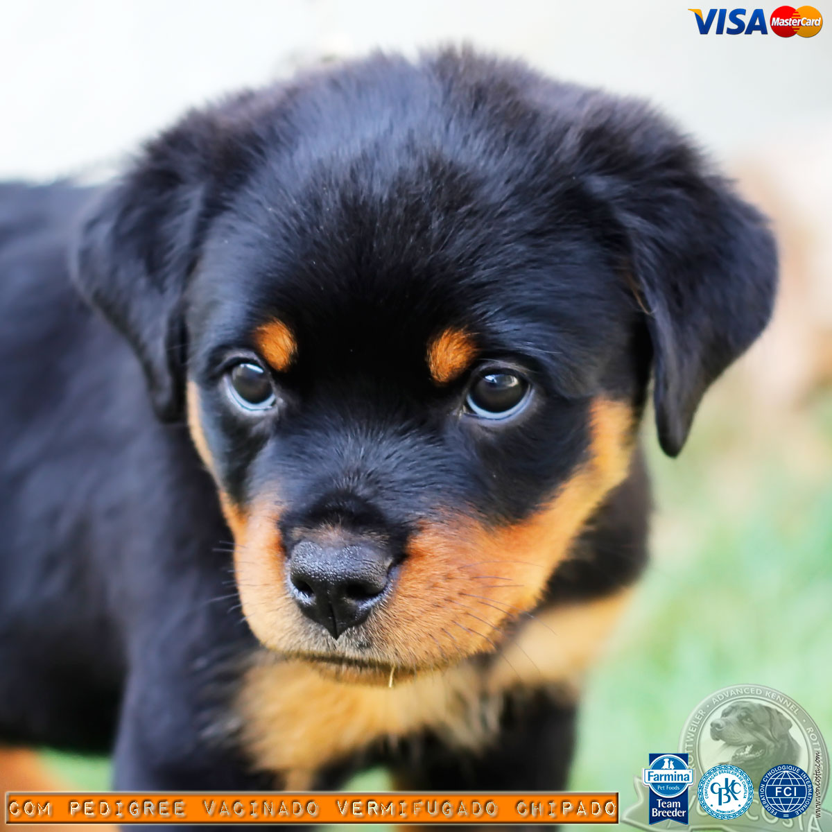 Filhote de Rottweiler