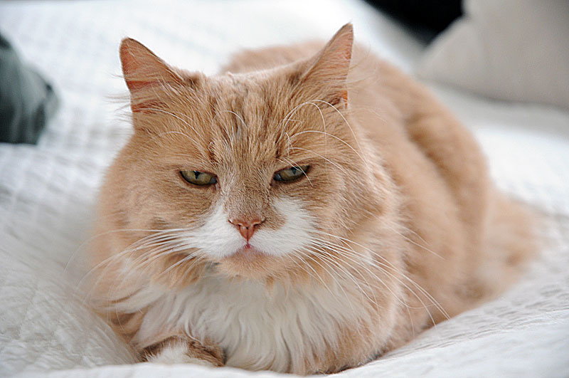 Pysselfia: Finaste katten