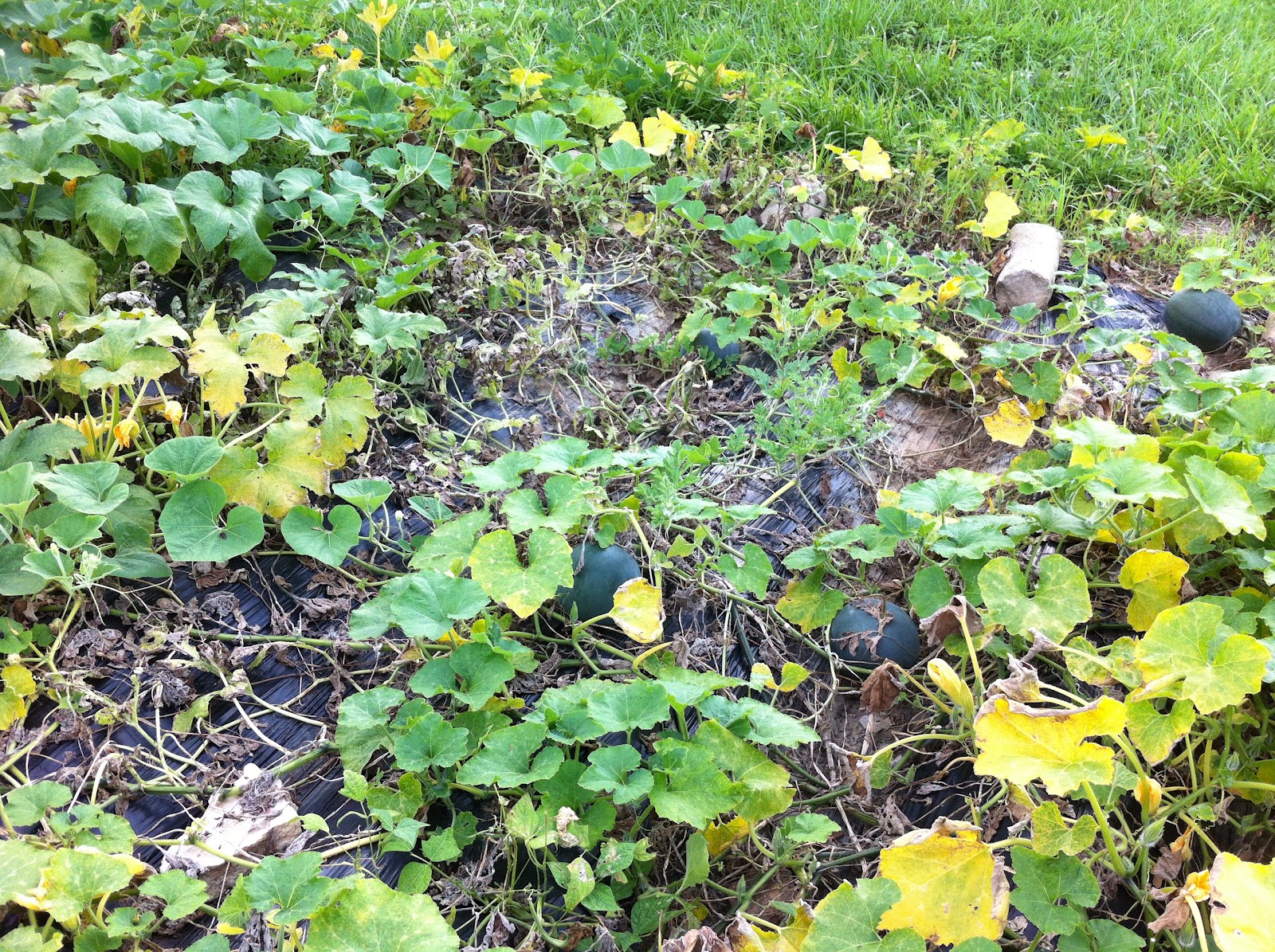 The Sheepish Gardener: August 2012