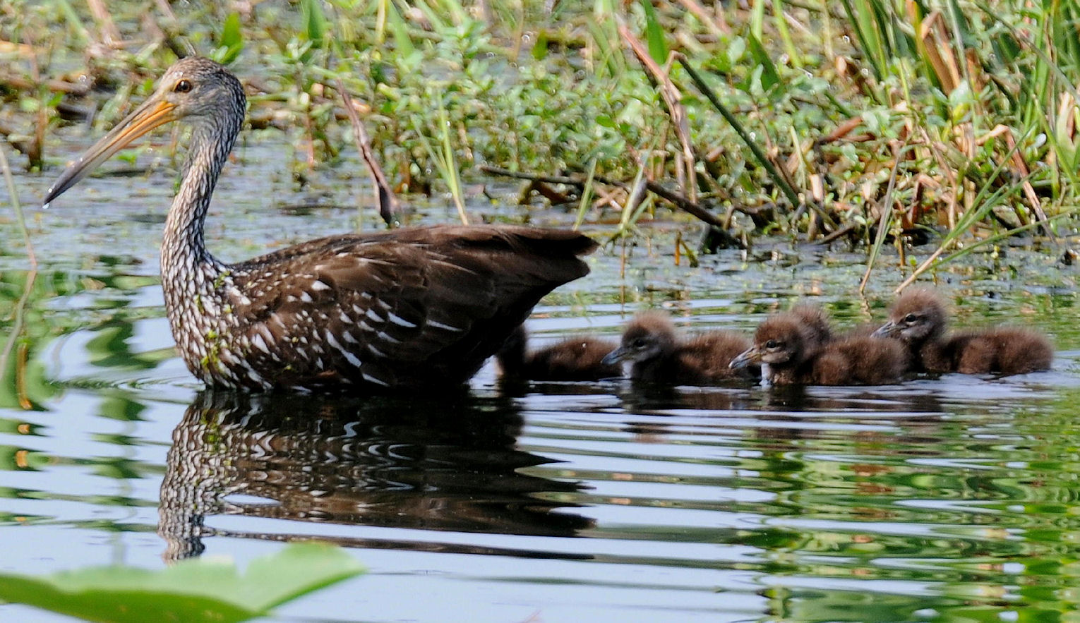 Limpkin Birds Facts And Pictures | All Wildlife Photographs