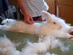 Everything Here Is the Best Thing Ever: UNIK: Angora, Arnab yang ...