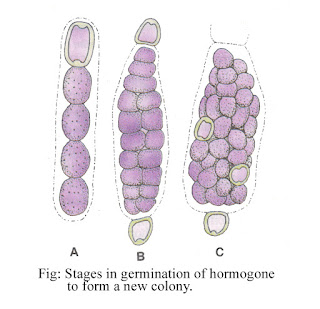 NOSTOC - STRUCTURE OF VEGETATIVE BODY AND REPRODUCTION
