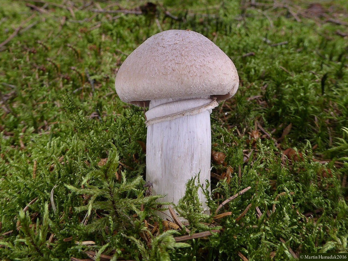 Martin Hamadak - Fotogalerie: Sluka svraskalá - Cortinarius caperatus