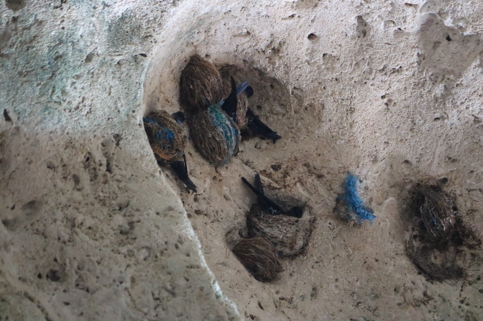 IT'S MORE FUN IN THE PHILIPPINES :-): JURASSIC PARK & PUNTA DIWATA CAVE ...