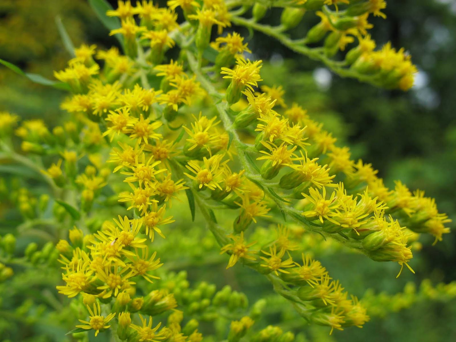 Using Georgia Native Plants: Ragweed, not Goldenrod, is the culprit!