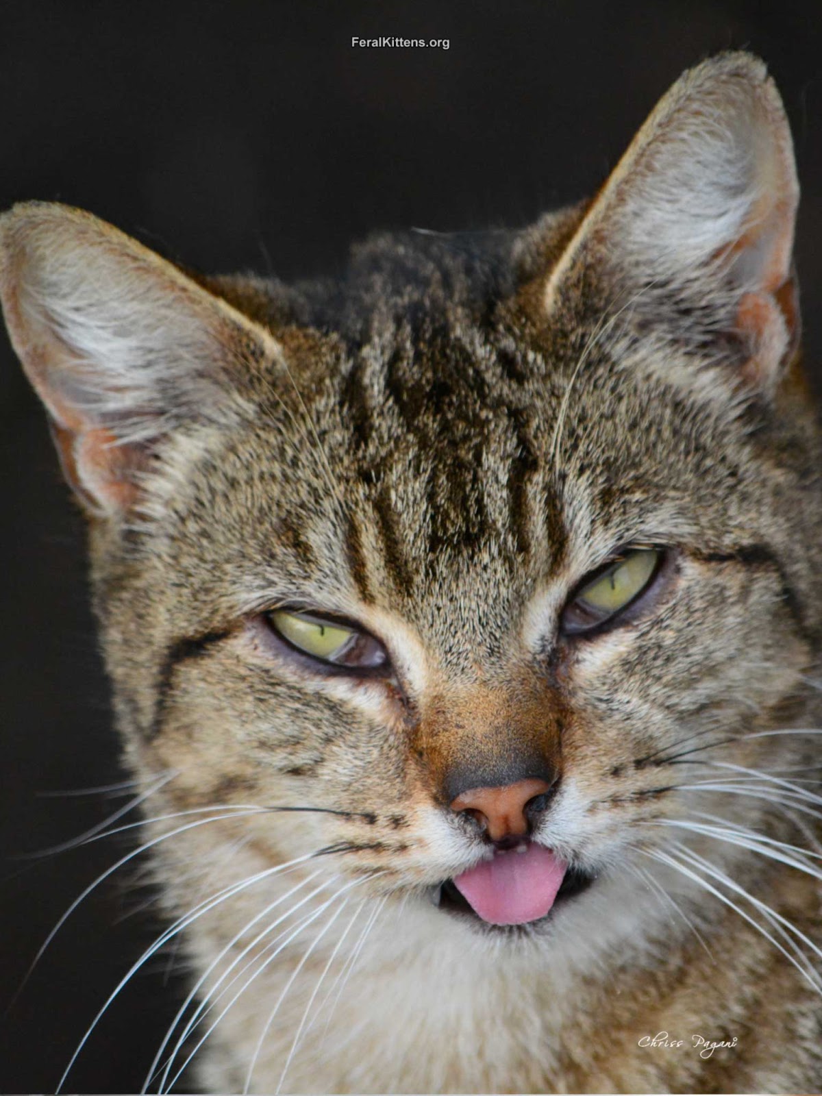 February Cat of the Month #Wallpaper - Tabby Tongue