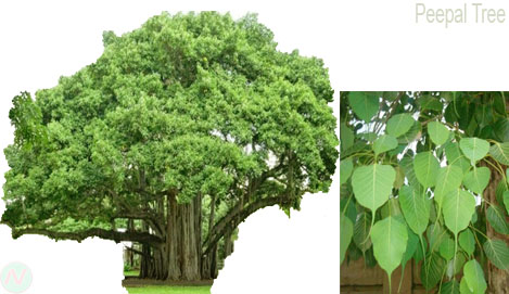 Tree & Plant Species Names & Images | Necessary Vocabulary - Necessary ...