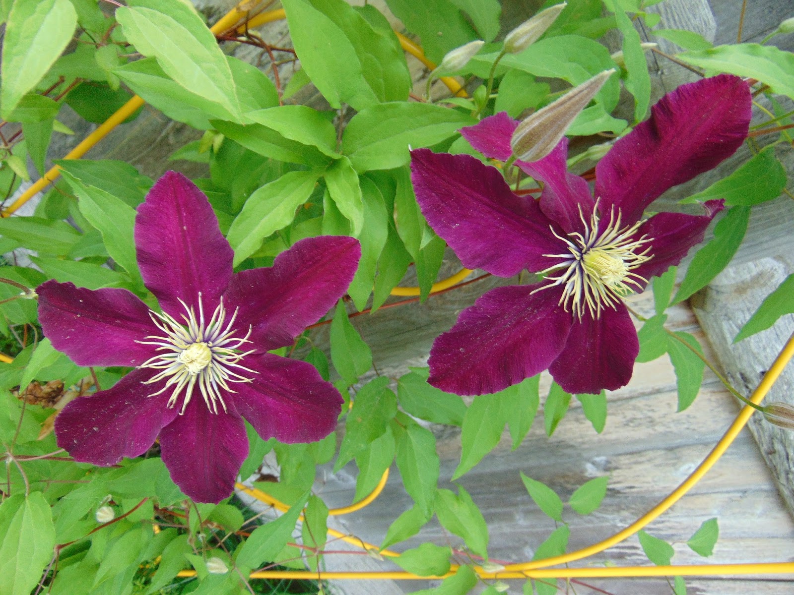 A Romantic Country Home: Just some flowers today...