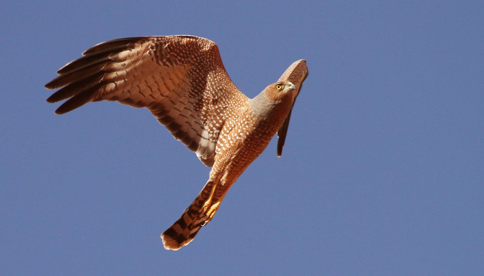 Richard Waring's Birds of Australia: Spotted Harrier - photos