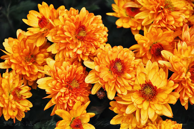 Torino In My eyes: Autumn Flowers