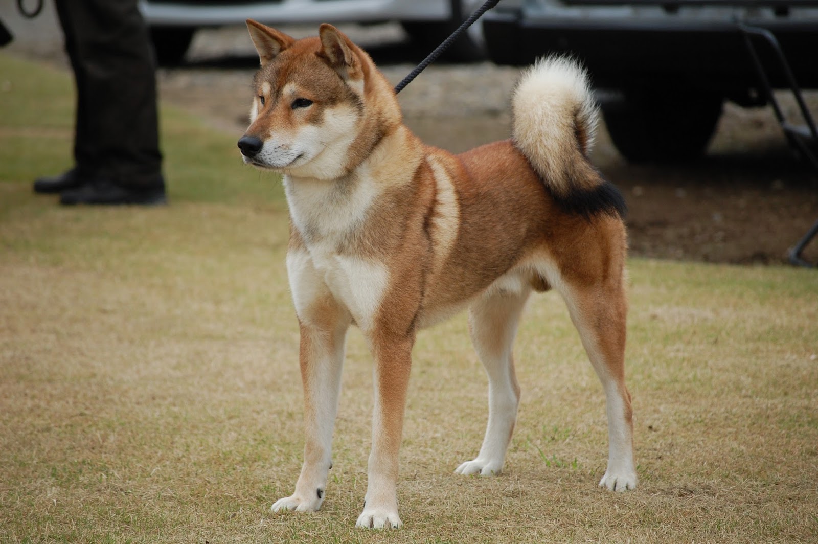 Shikoku Dog Vs Akita at Essie Elkins blog