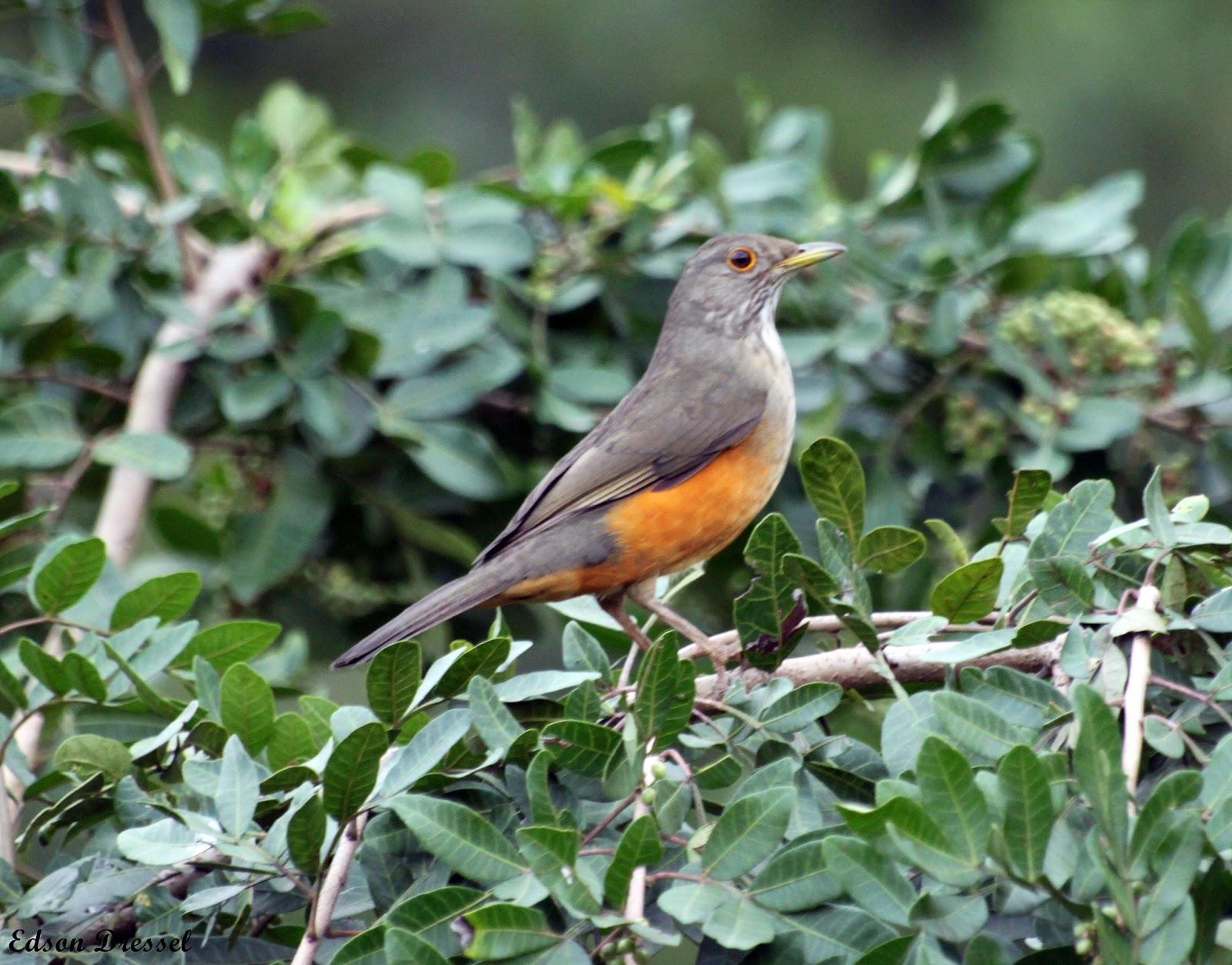 COAMA - Clube dos Observadores de Aves da Mata Atlântica - Joinville ...