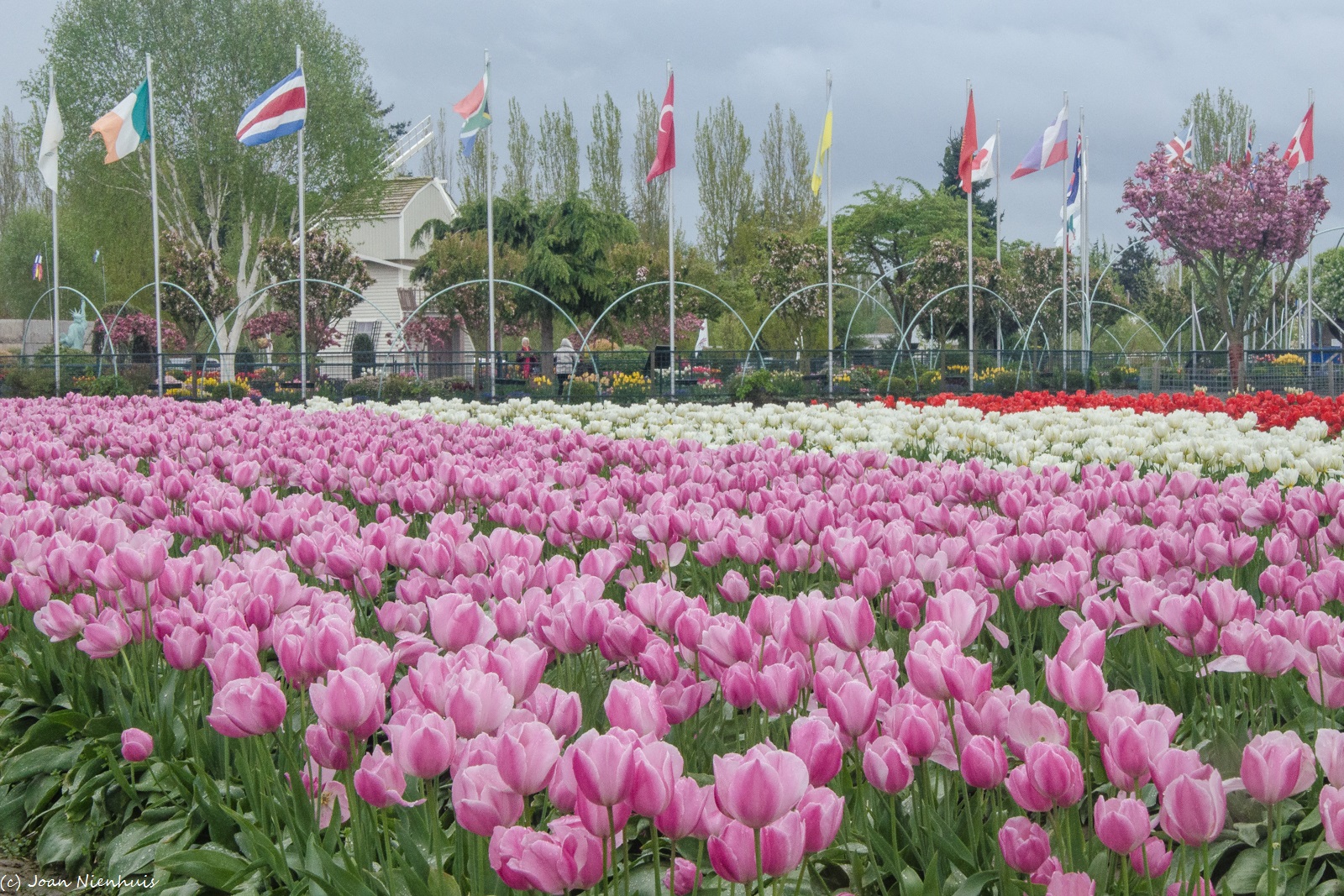 Pacific Northwest Photography: Tulip Town: the flags