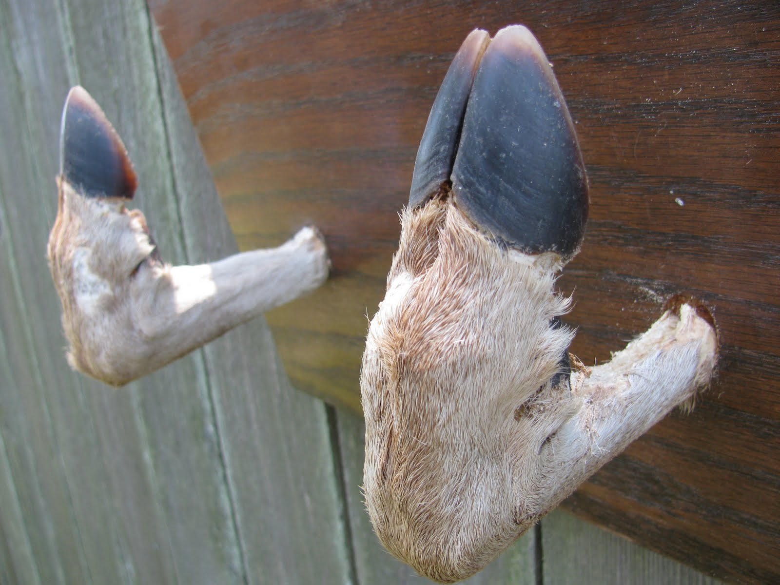 Estate Sale Services 409.750.3688 Roland Dressler: Vintage Deer feet ...