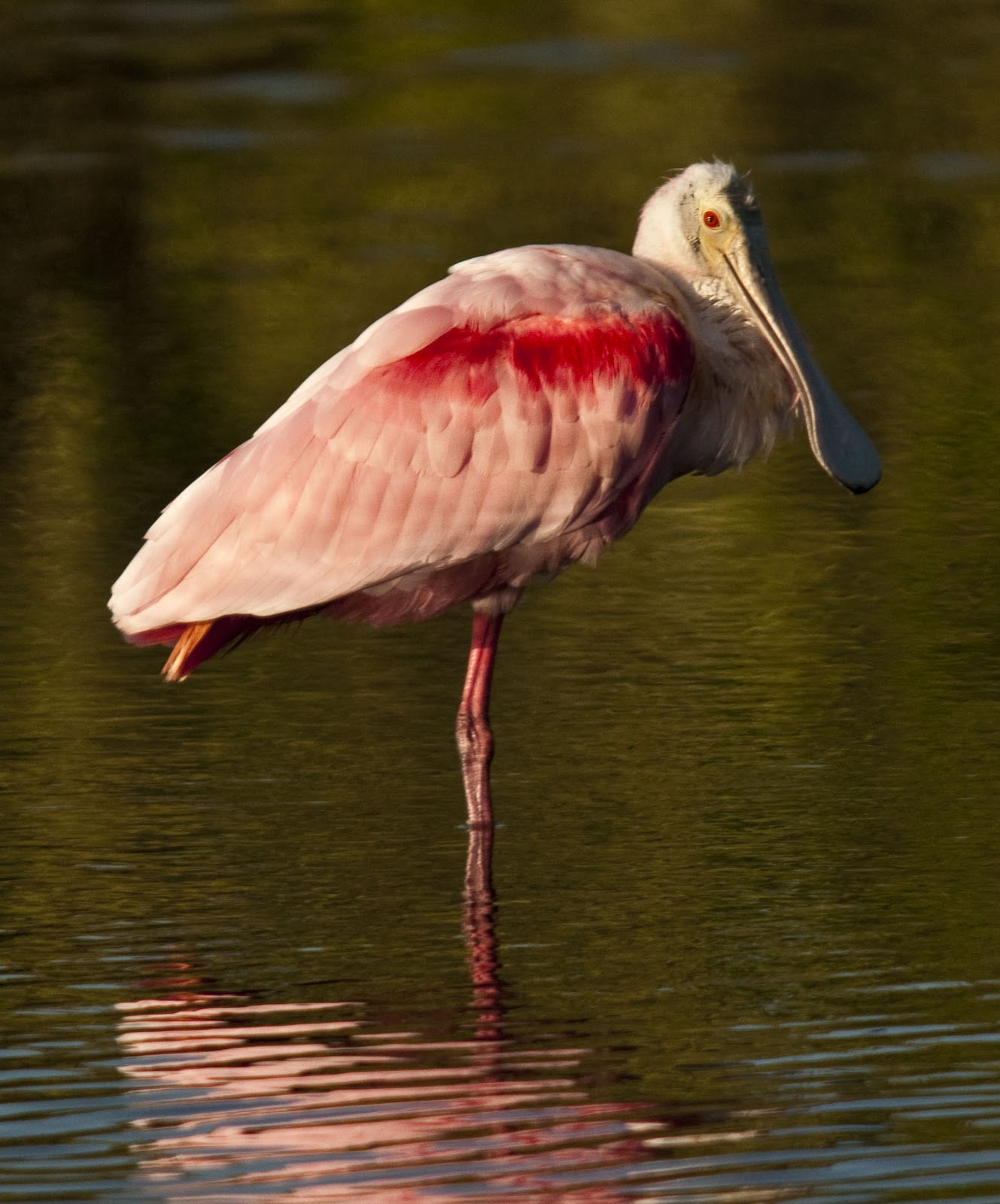 i heart florida birds: Roseate Spoonbills