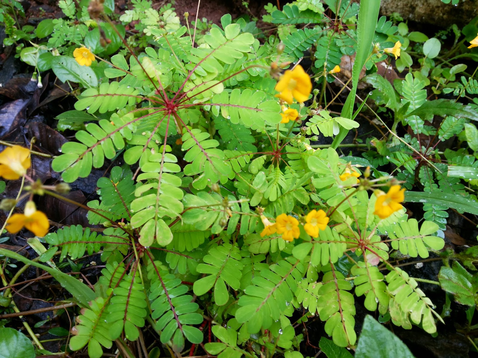 Ayurveda;The Way of Life : Single Drug Remedies - "Mukuty" - Biophytem ...