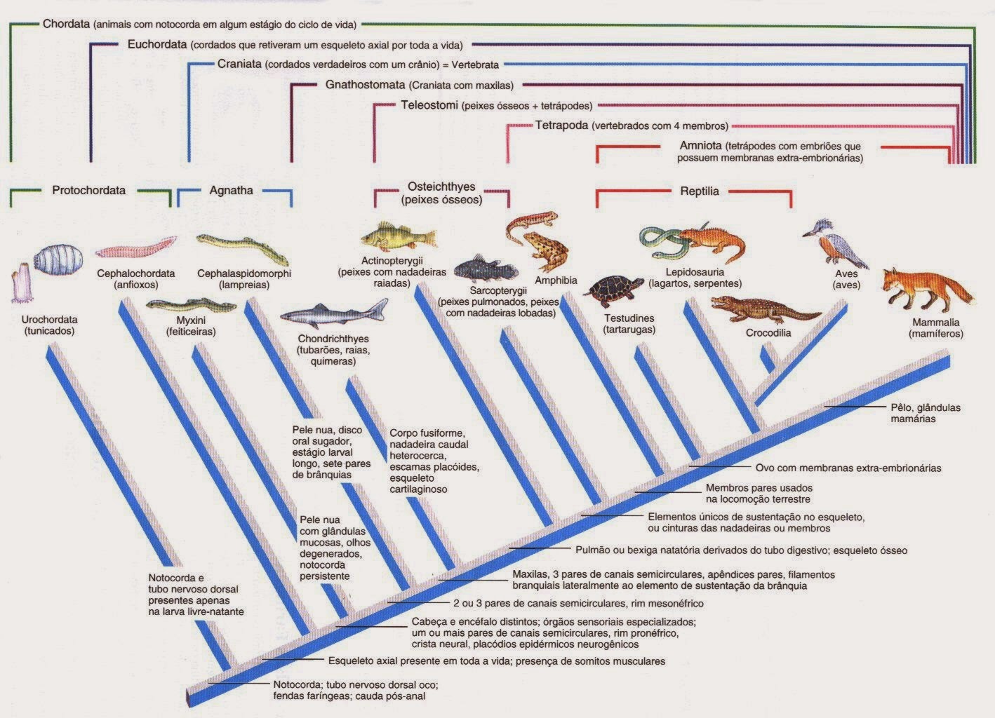 Biologia Total: Taxonomia