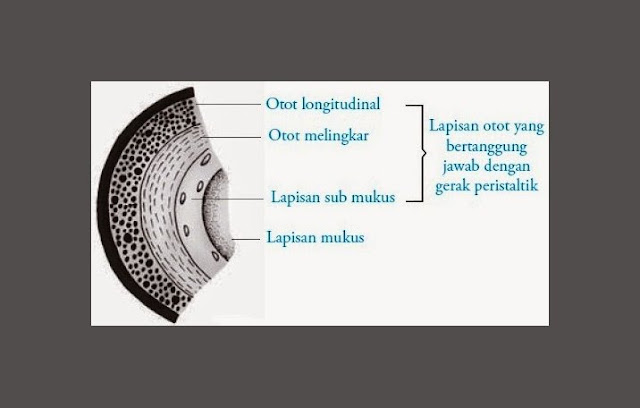 Esofagus : Pengertian, Struktur, Fungsi, Bagian | Markas Belajar