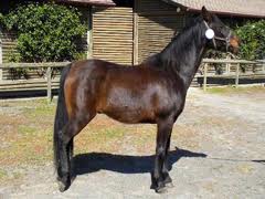 Clasificación de caballos: IMAGENES DE LOS DISTINTOS COLORES DE CABALLOS