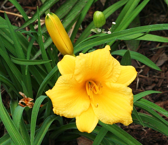 Gardening With Nature: Garden Bloggers Bloom Day - April 2012