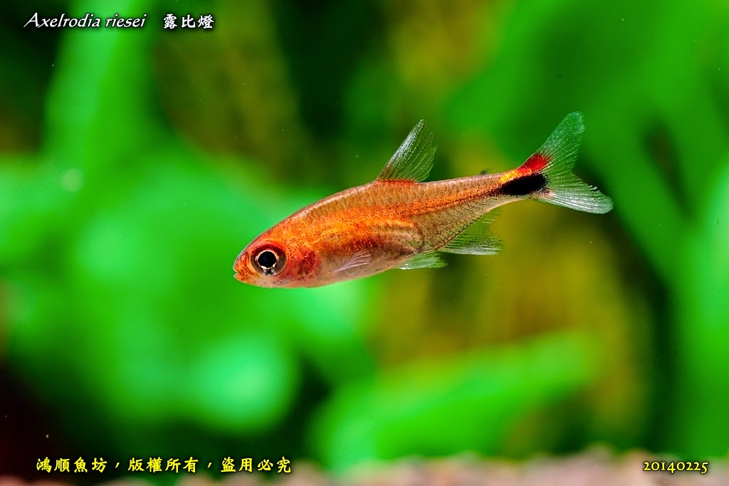 鴻順魚坊: Axelrodia riesei 露比燈