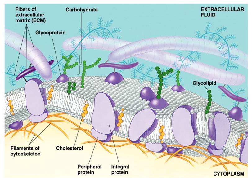 My Scientific Blog - Research and Articles: THE BIOLOGICAL MEMBRANE