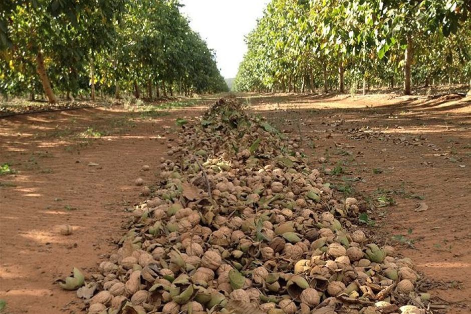 Afacere cu Livada de Nuci (info)