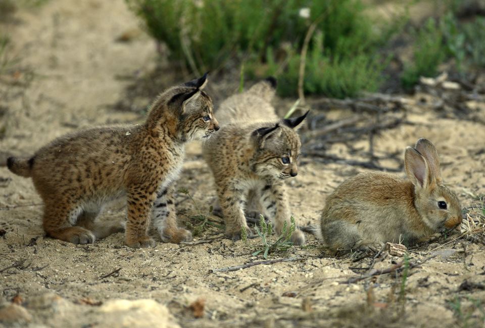 Iberian lynx Facts And Latest Images | All Wildlife Photographs
