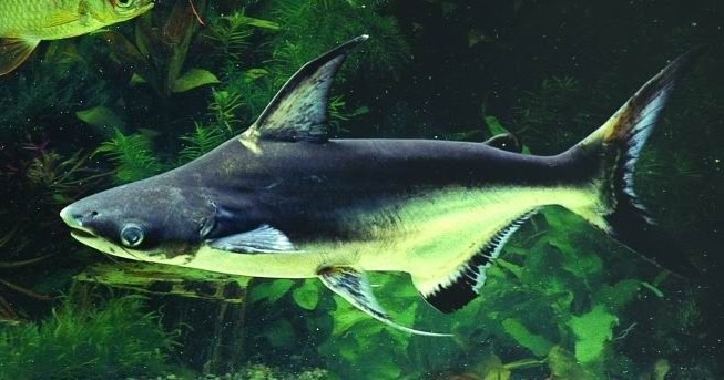 Paroon Sharks Guide: Buy a Paroon Shark