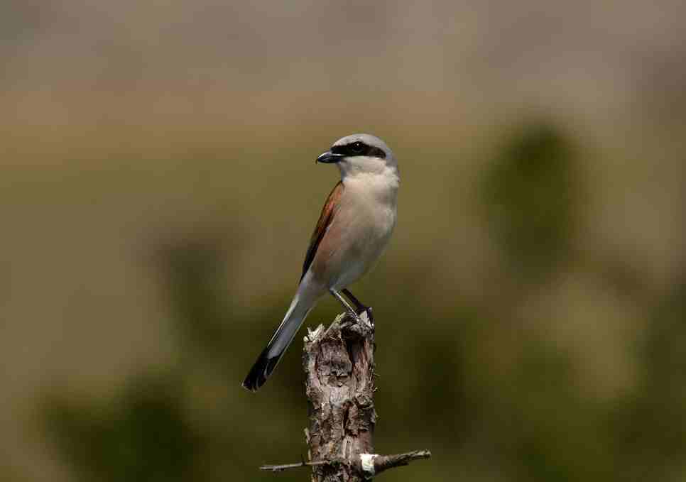 Cristian Andreica : Cele mai numeroase specii de păsări din România