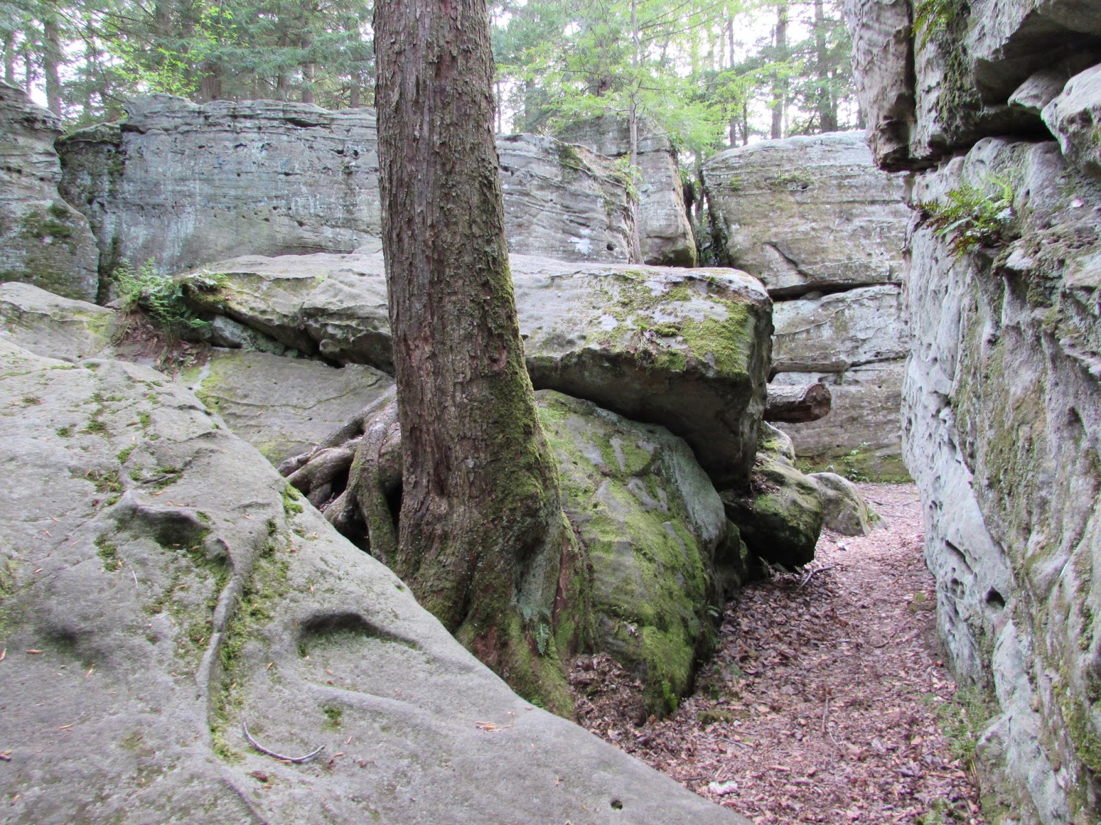 Bilger's Rocks: A Labyrinth of Boulders, Clearfield County ...