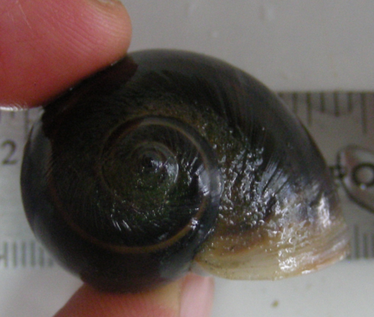 Collin Lab Student Blog: Natica what?