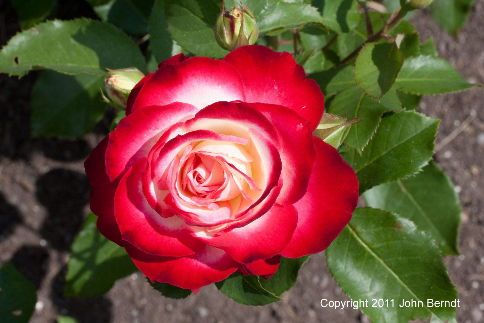 Maplewood Rose Garden Pictures
