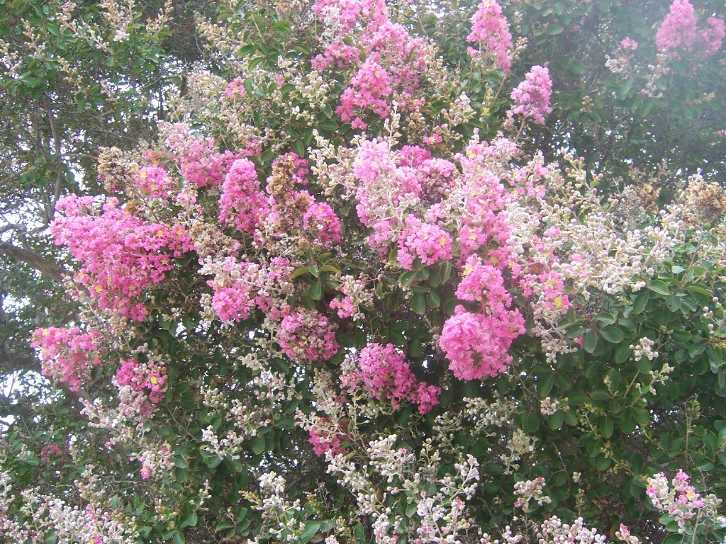 The 2 Minute Gardener: Photo - Crape Myrtle Flowers (Lagerstroemia ...