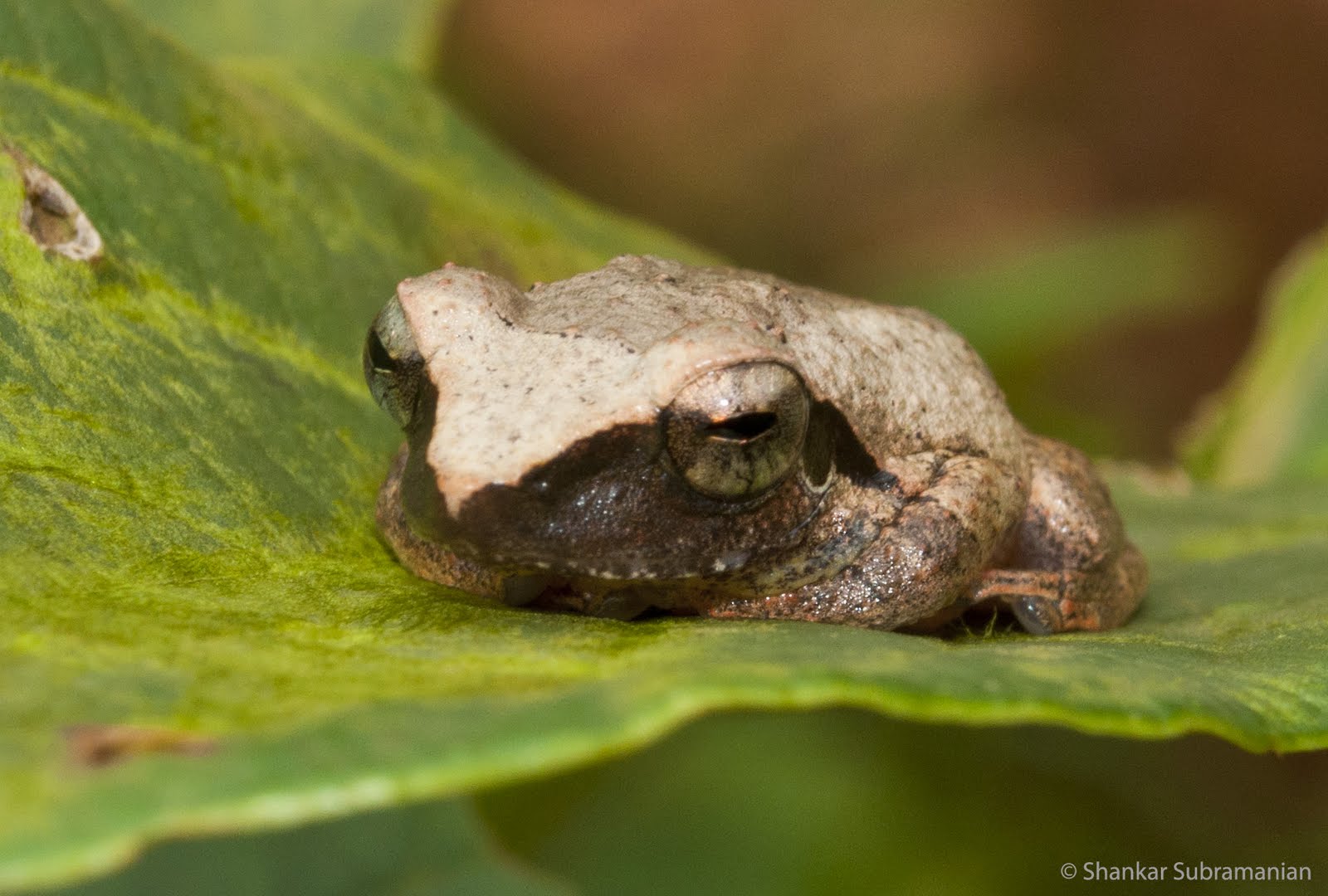 Stories Through my lens Clearly.: Monsoon Paradise