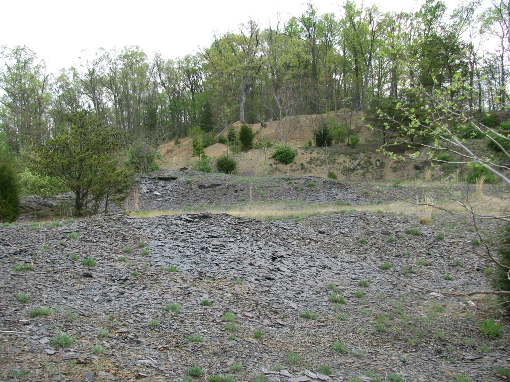 Views of the Mahantango: Marcellus shale Crinoids