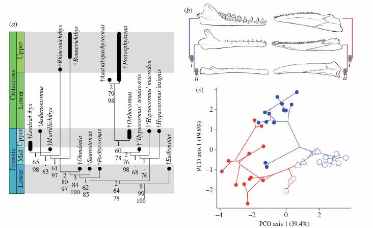 The Coastal Paleontologist: Parallel evolution in gigantic teleosts and ...