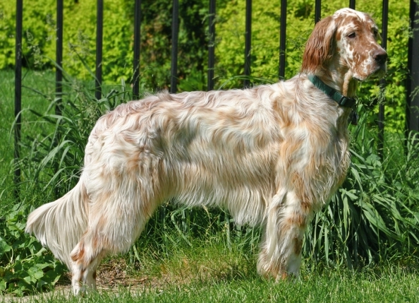 English Setter Dog Pictures | Sporting Dog Breeds Pictures and Information