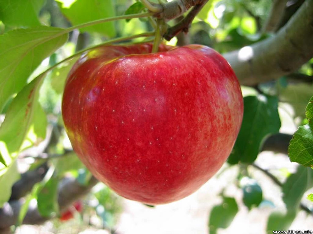 fresh foods for every one: Fresh Apples