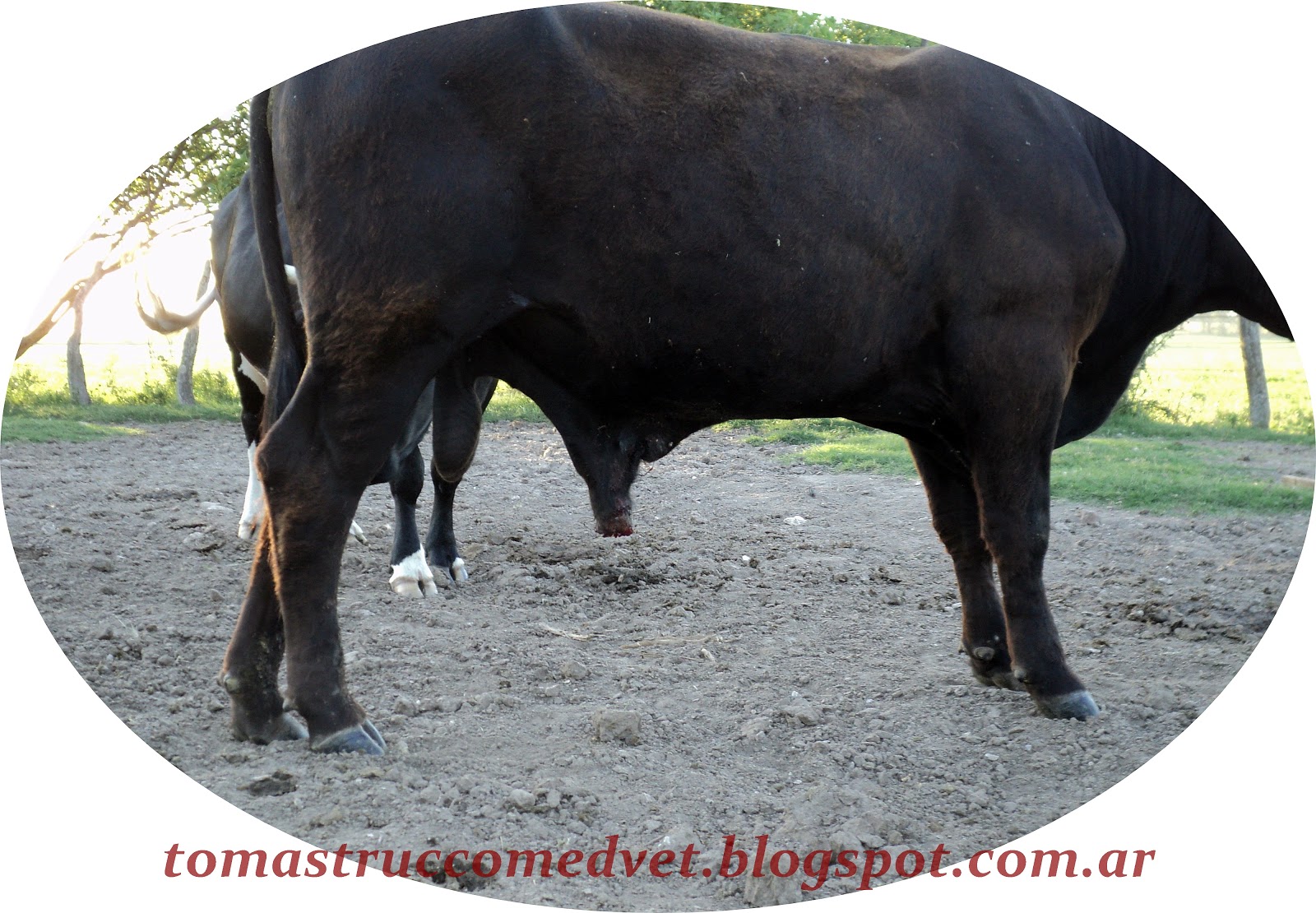 Medicina Veterinaria: Fimosis secundaria a una miasis cutánea en un ...