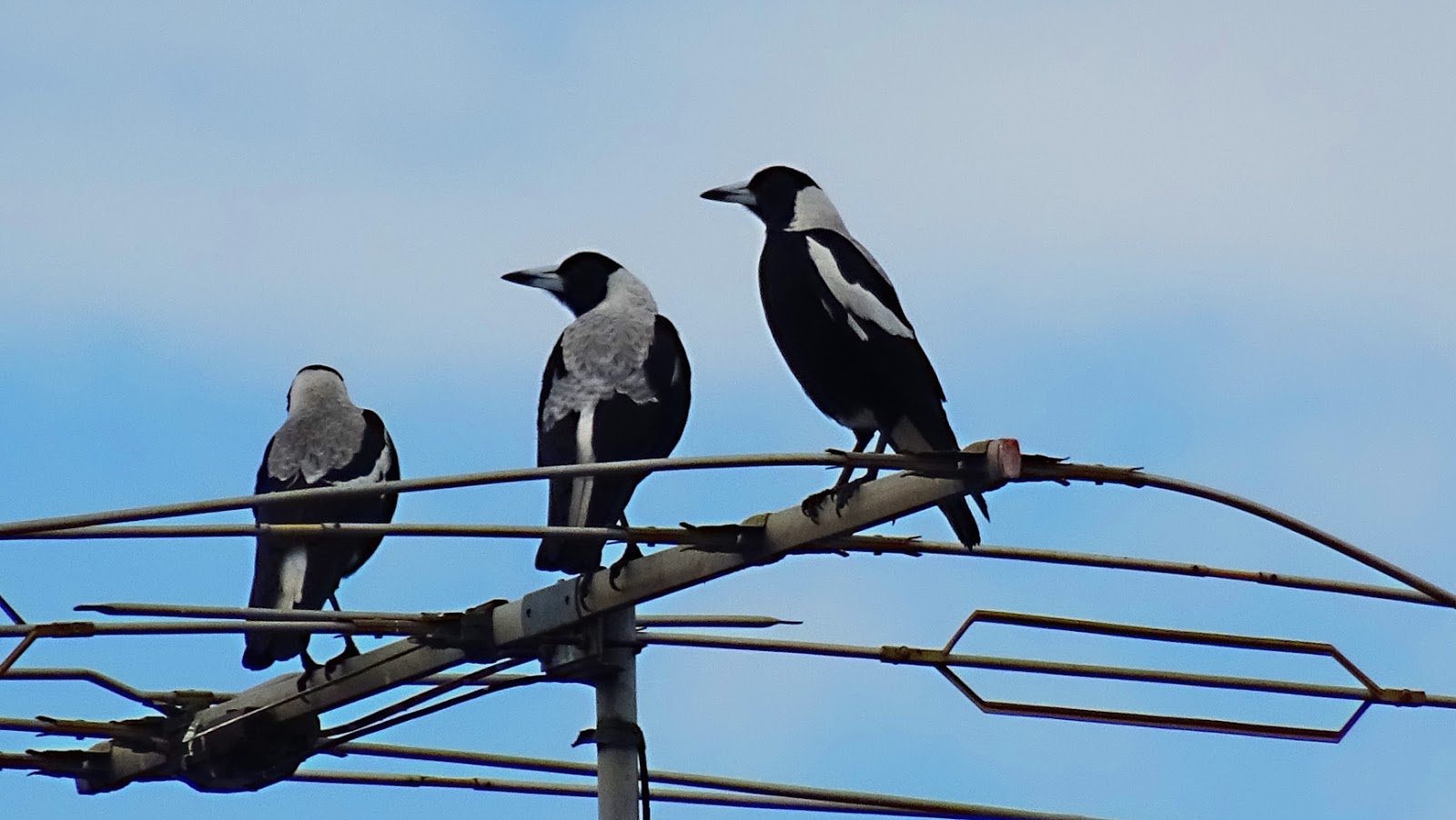 NixPages: MELBOURNE BIRDS