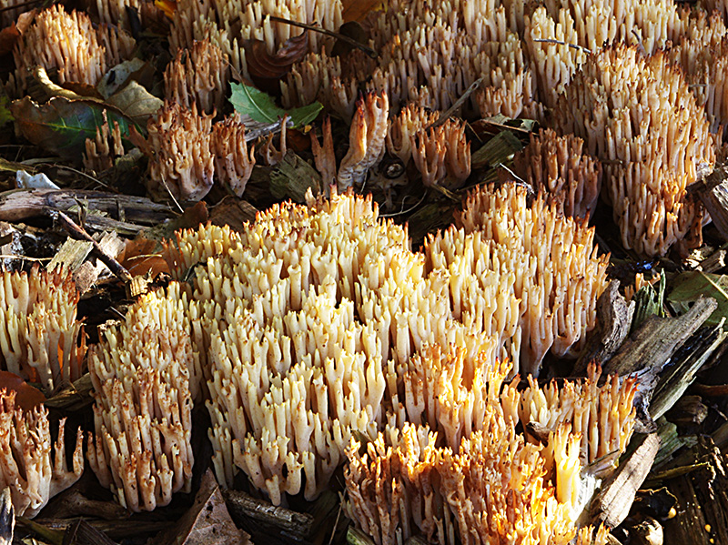 Wildeep's Illuminations: Coral Fungus