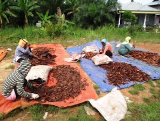 Kulit Kayu Medang dari Rohil untuk Obat Nyamuk - Imad Analis Blog