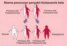 Apa Itu Talasemia? | MAMAPEDULI