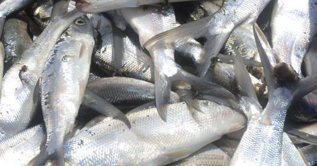 Milkfish Calories Important for Weight Loss Diet, Why? - Milkfish ...