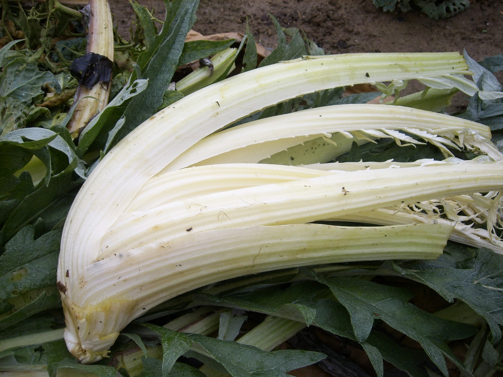 La huerta de Mendigorría. Charo Cea: EL CULTIVO DEL CARDO BLANCO Y EL ...